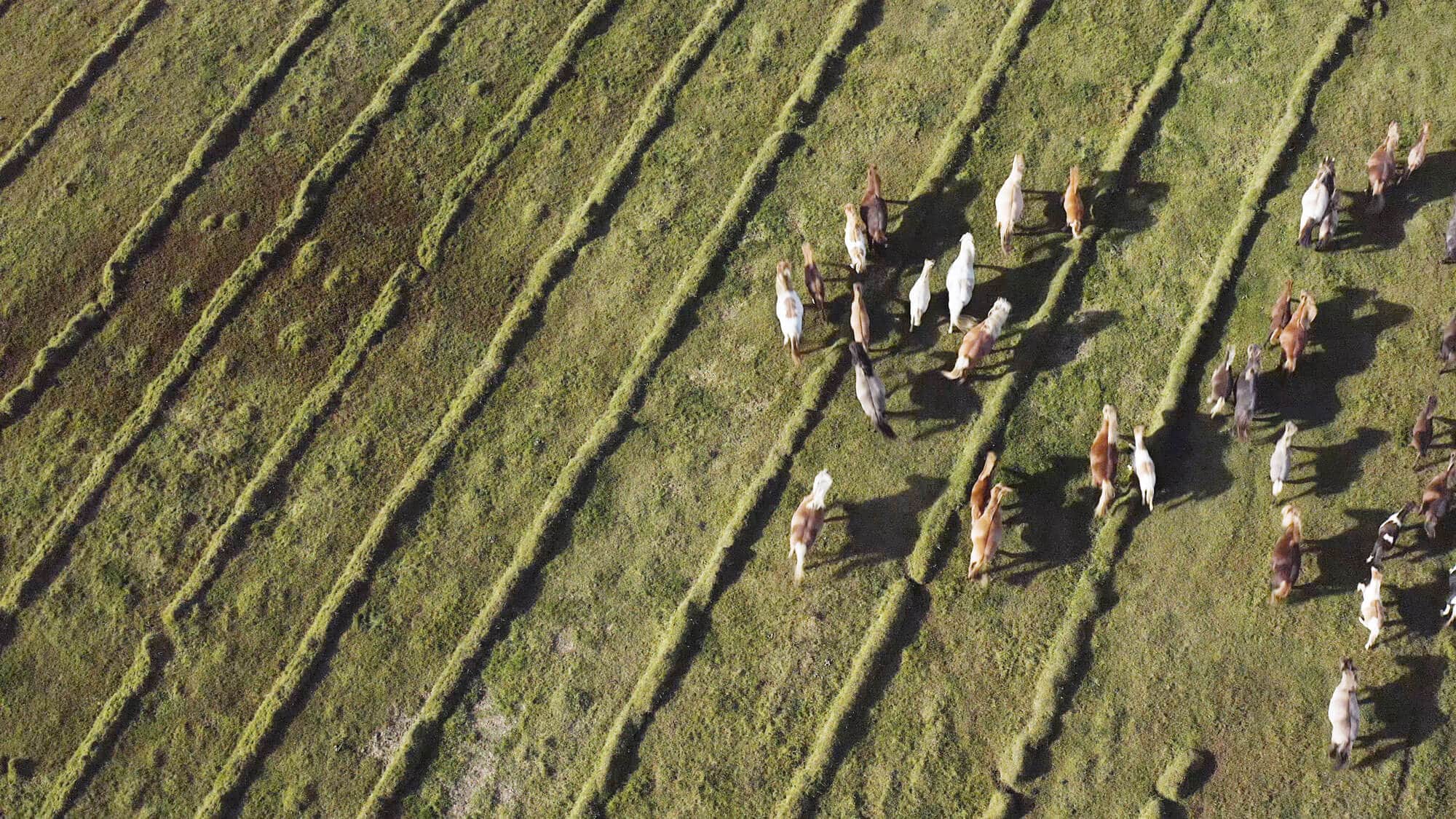 Deviation management - Ísteka